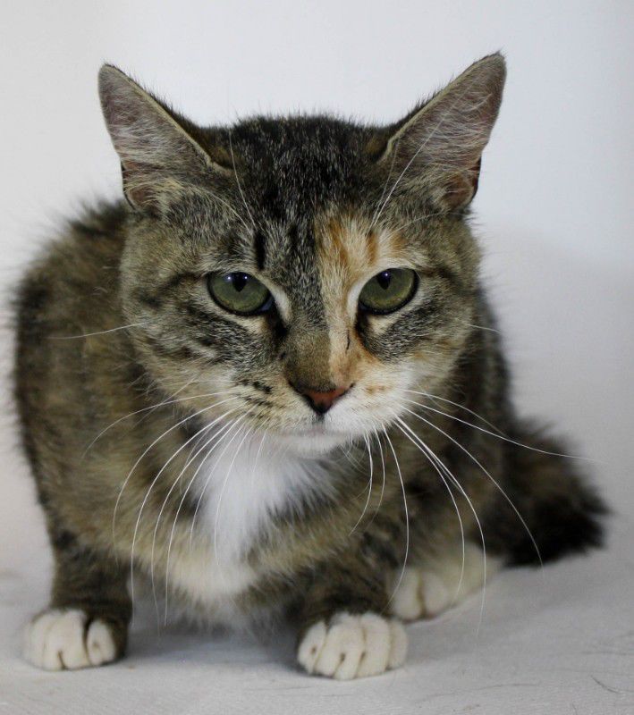 UVAR Pet of the Week: Harmony | News, Sports, Jobs - Daily Herald